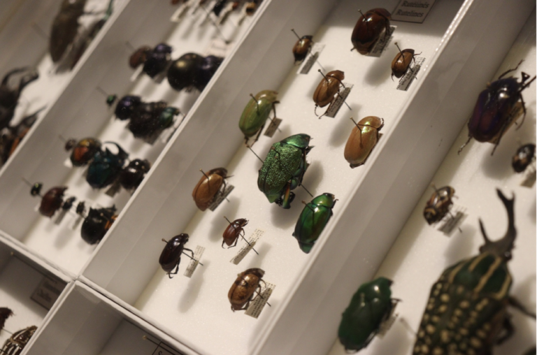 Bug Adventure: The six superpowers of bugs | Canadian Geographic