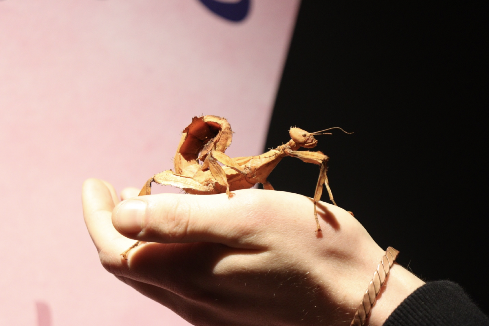 Bug Adventure: The six superpowers of bugs | Canadian Geographic