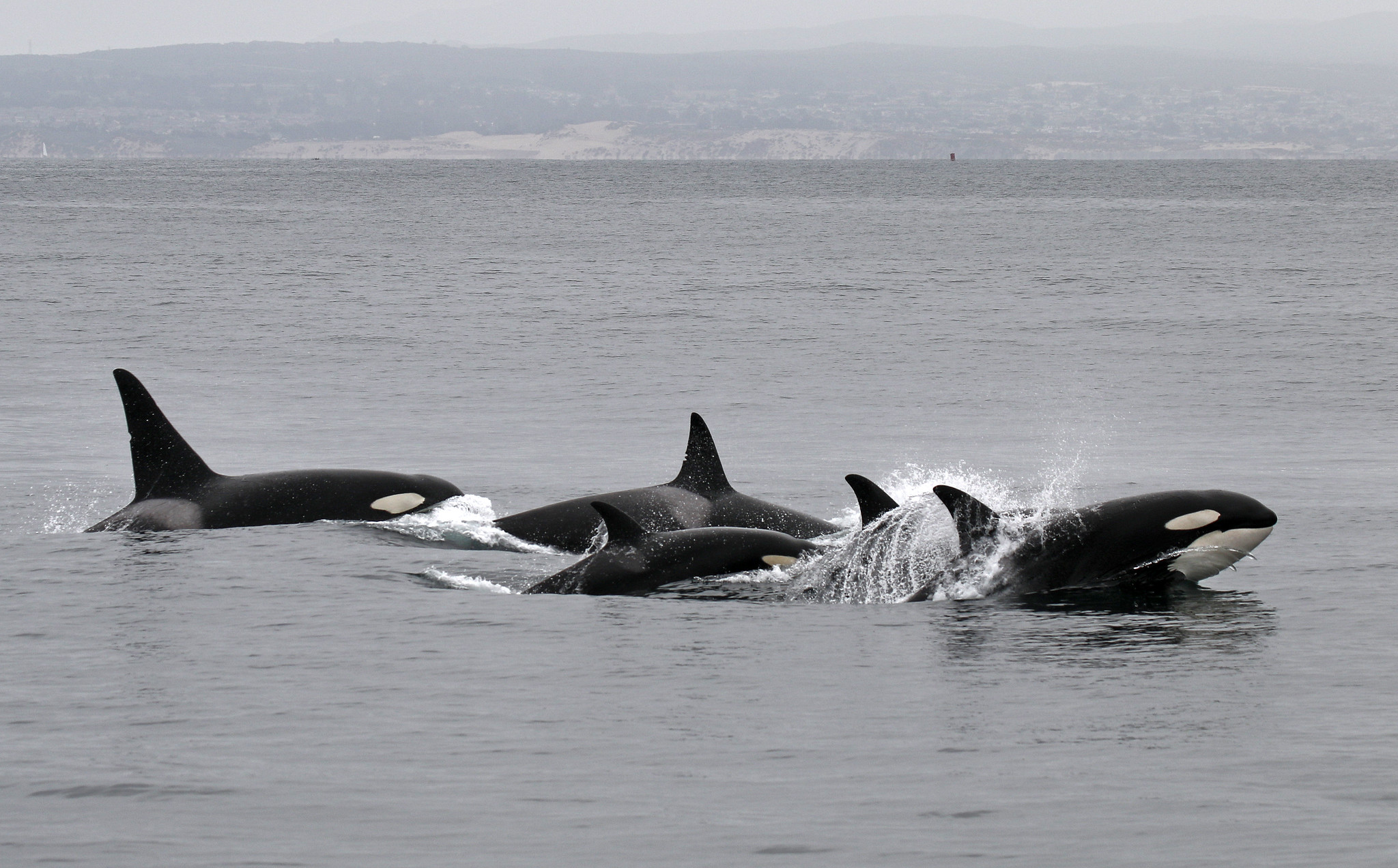 Wildlife Wednesday: belugas can change the shape of their melons to ...