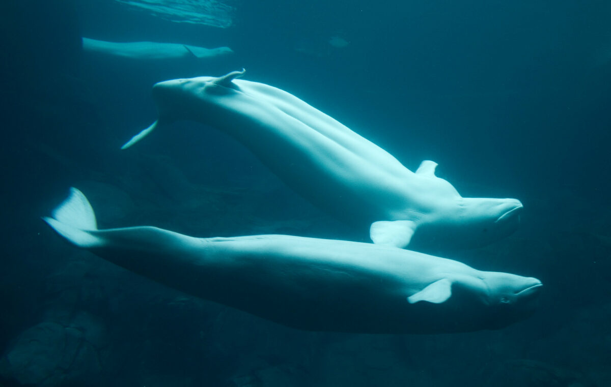 Wildlife Wednesday: belugas can change the shape of their melons to ...
