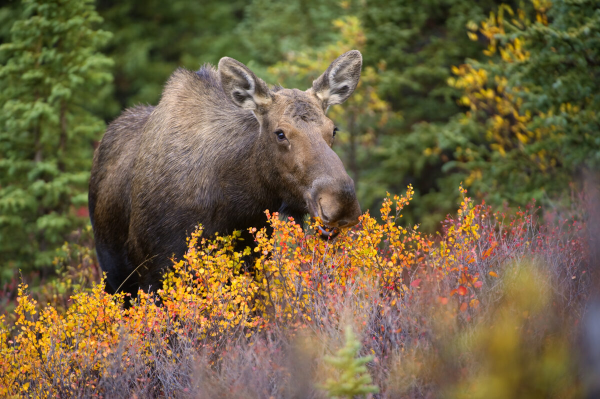 Walking the wild way: Algonquin to Adirondacks | Canadian Geographic