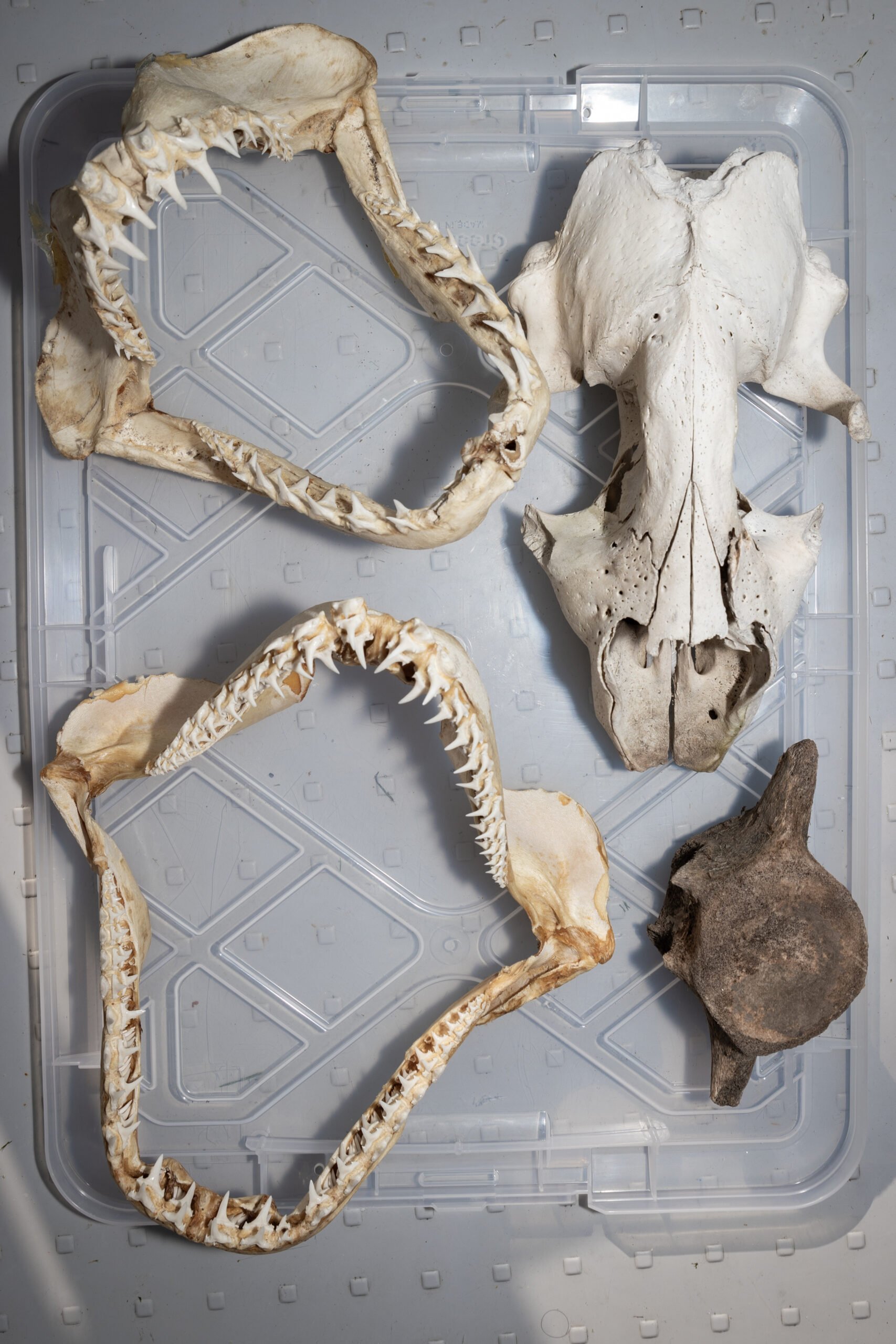 Shark tales: Canada’s great whites | Canadian Geographic