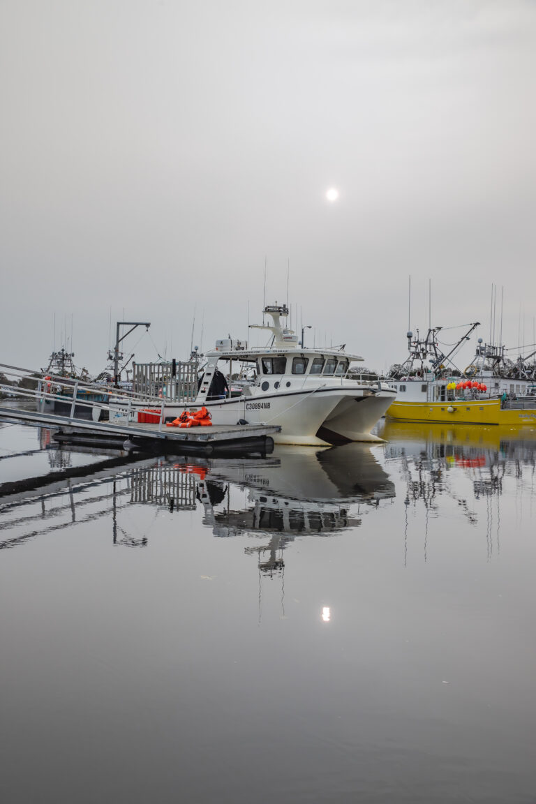 Shark tales: Canada’s great whites | Canadian Geographic