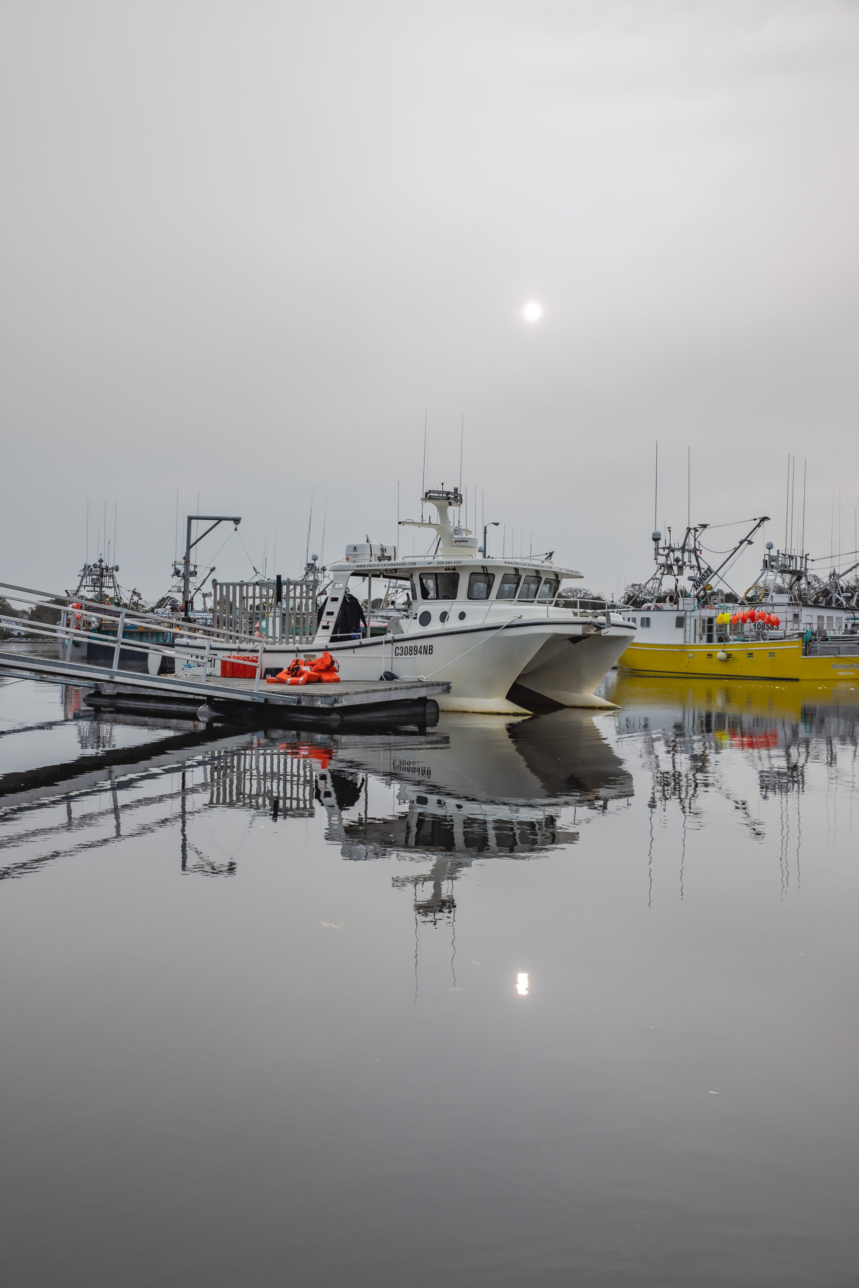 Shark tales: Canada’s great whites | Canadian Geographic