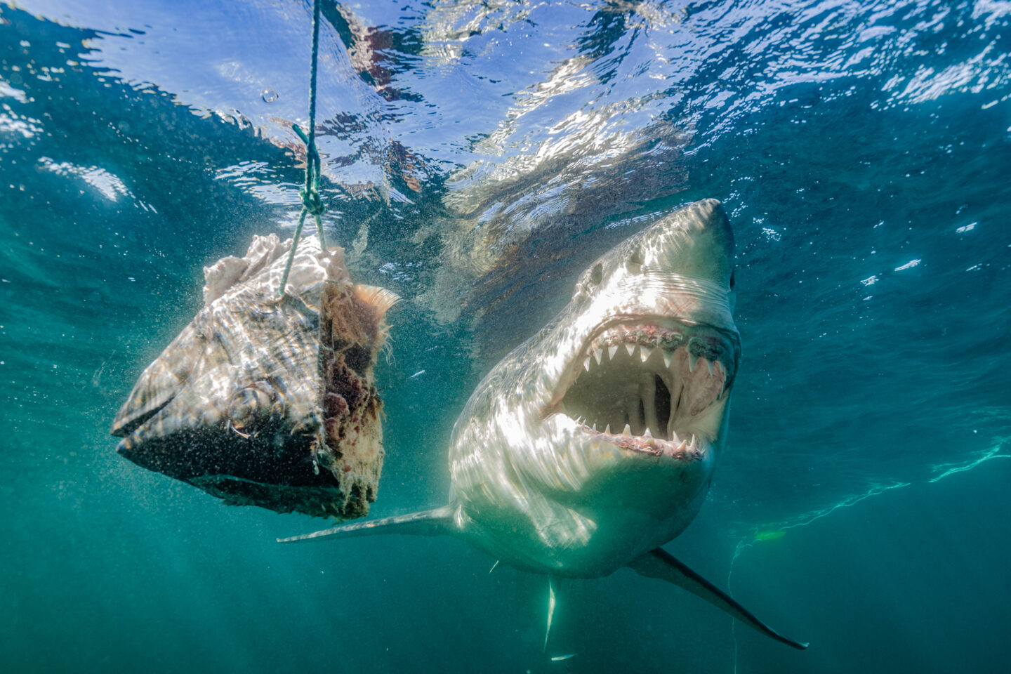 Great White Shark Mating White Shark Reproduction Migration Great White Shark Mating White Shark Reproduction Migration