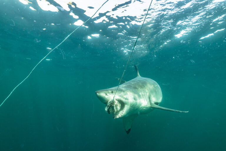 Shark tales: Canada’s great whites | Canadian Geographic