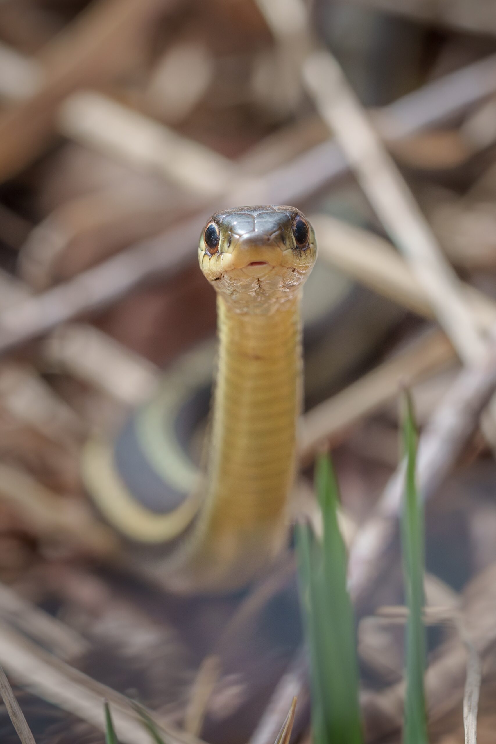 Snakes on a plain: Manitoba’s Narcisse Snake Dens | Canadian Geographic