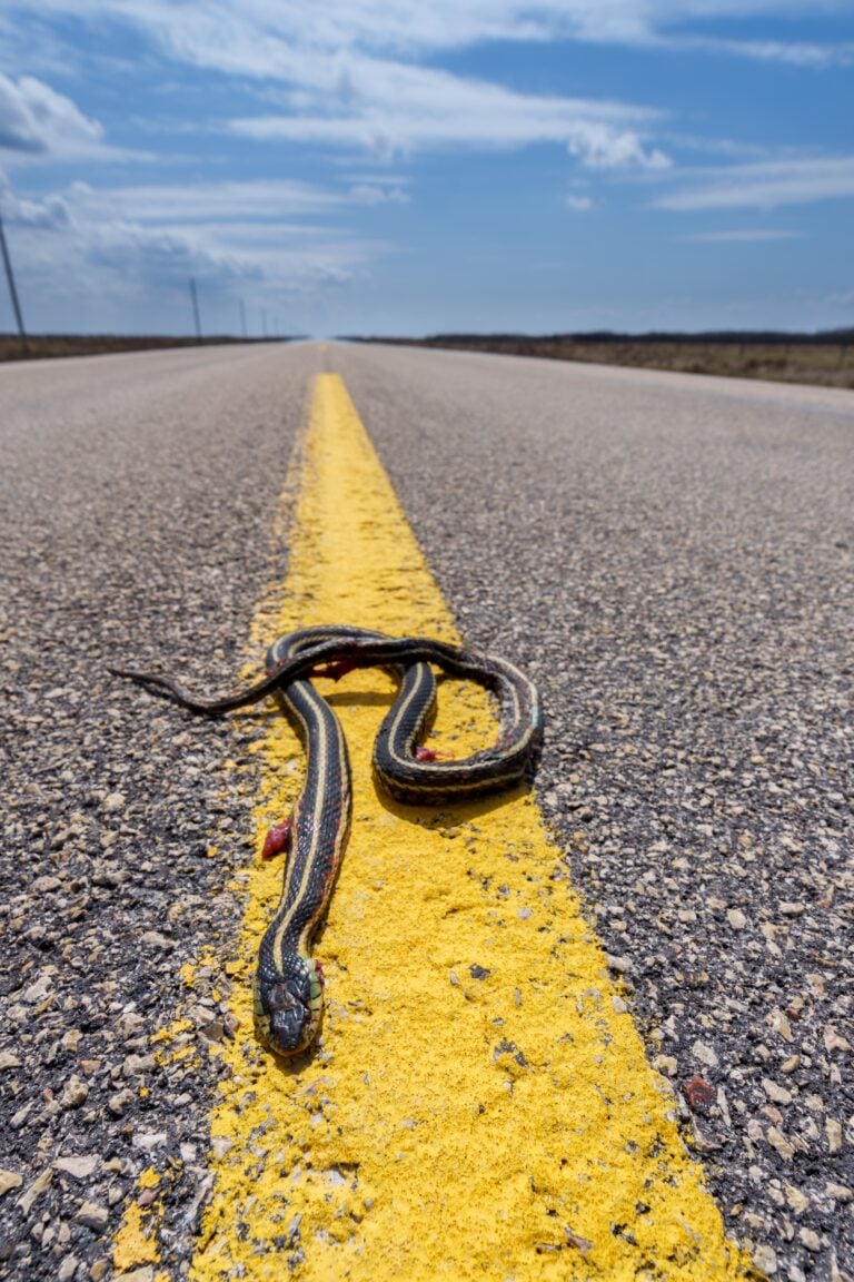 Snakes on a plain: Manitoba’s Narcisse Snake Dens | Canadian Geographic