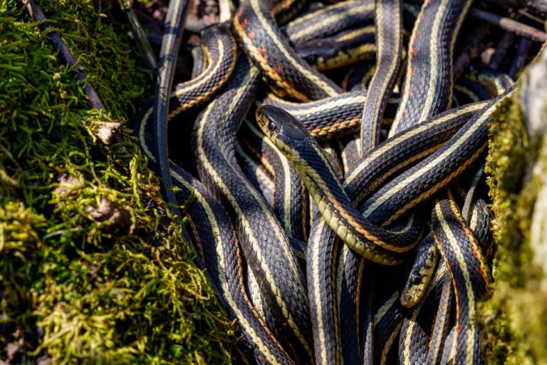 Snakes on a plain: Manitoba’s Narcisse Snake Dens | Canadian Geographic