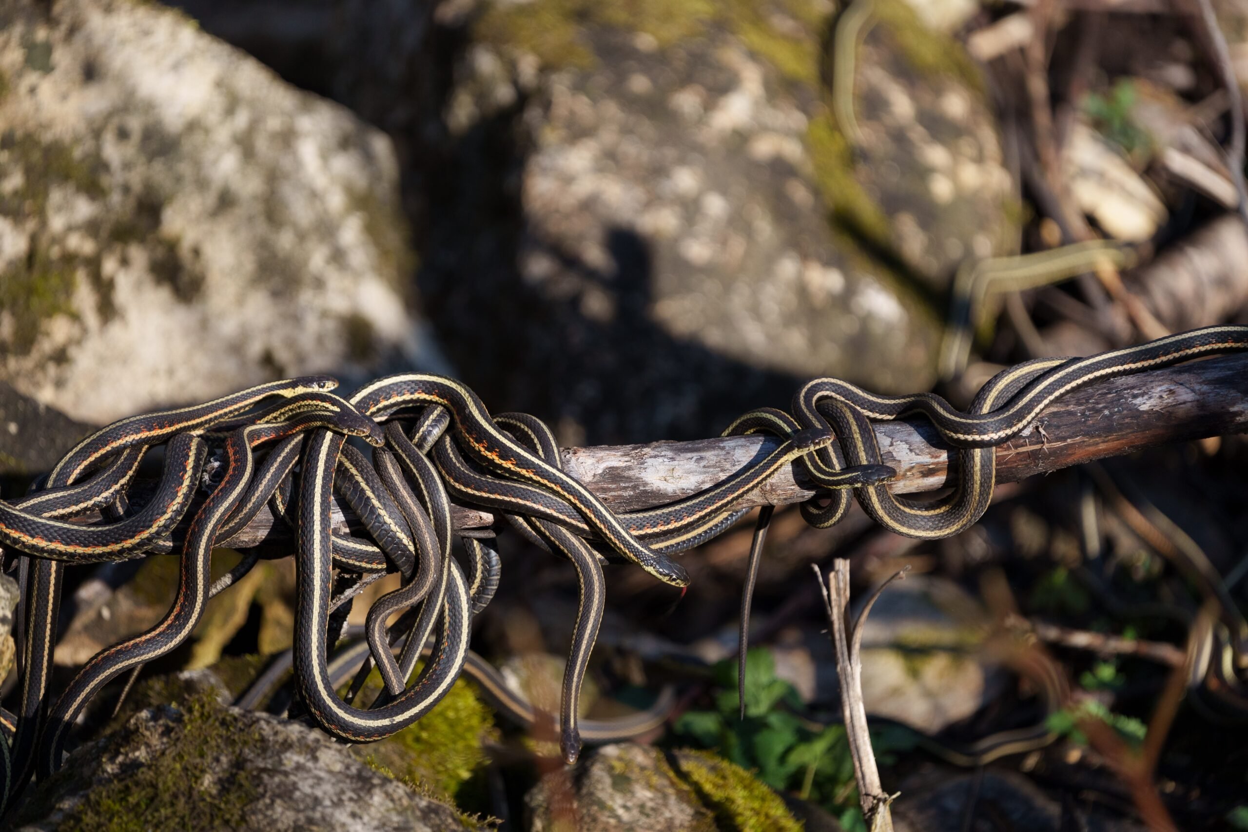 Snakes on a plain: Manitoba’s Narcisse Snake Dens | Canadian Geographic