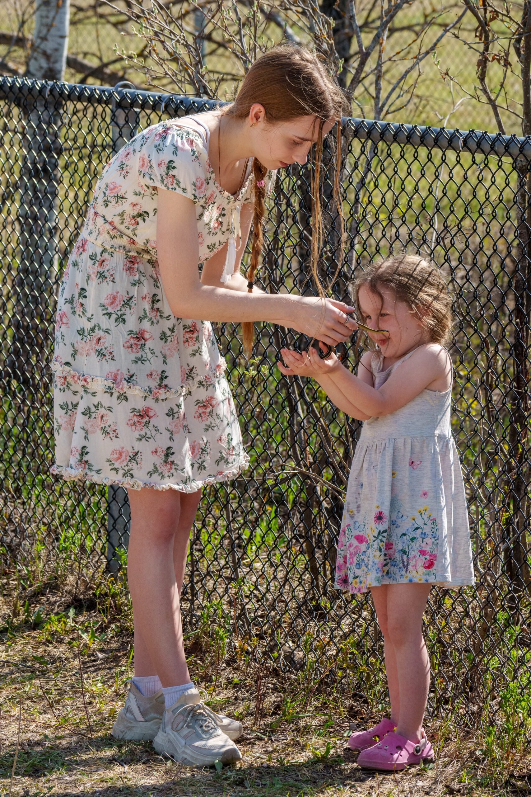 Snakes on a plain: Manitoba’s Narcisse Snake Dens | Canadian Geographic