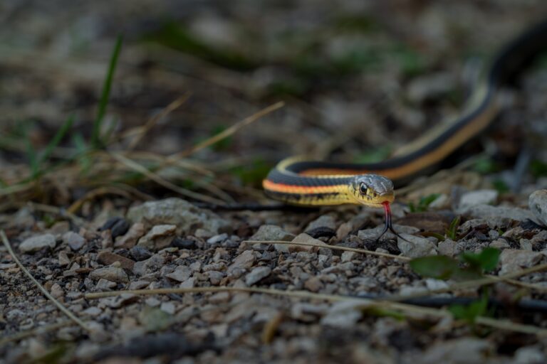 Snakes on a plain: Manitoba’s Narcisse Snake Dens | Canadian Geographic