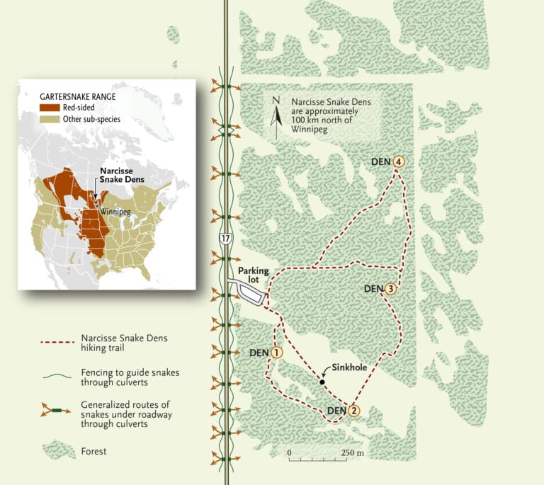 Snakes on a plain: Manitoba’s Narcisse Snake Dens | Canadian Geographic