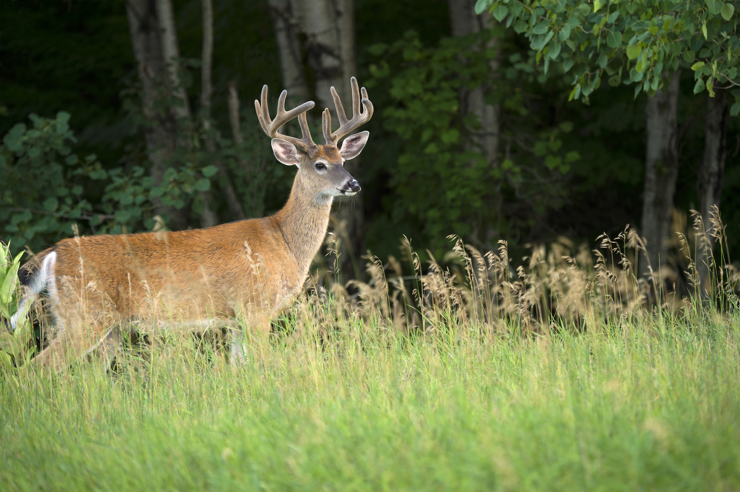 Walking the wild way: Algonquin to Adirondacks | Canadian Geographic