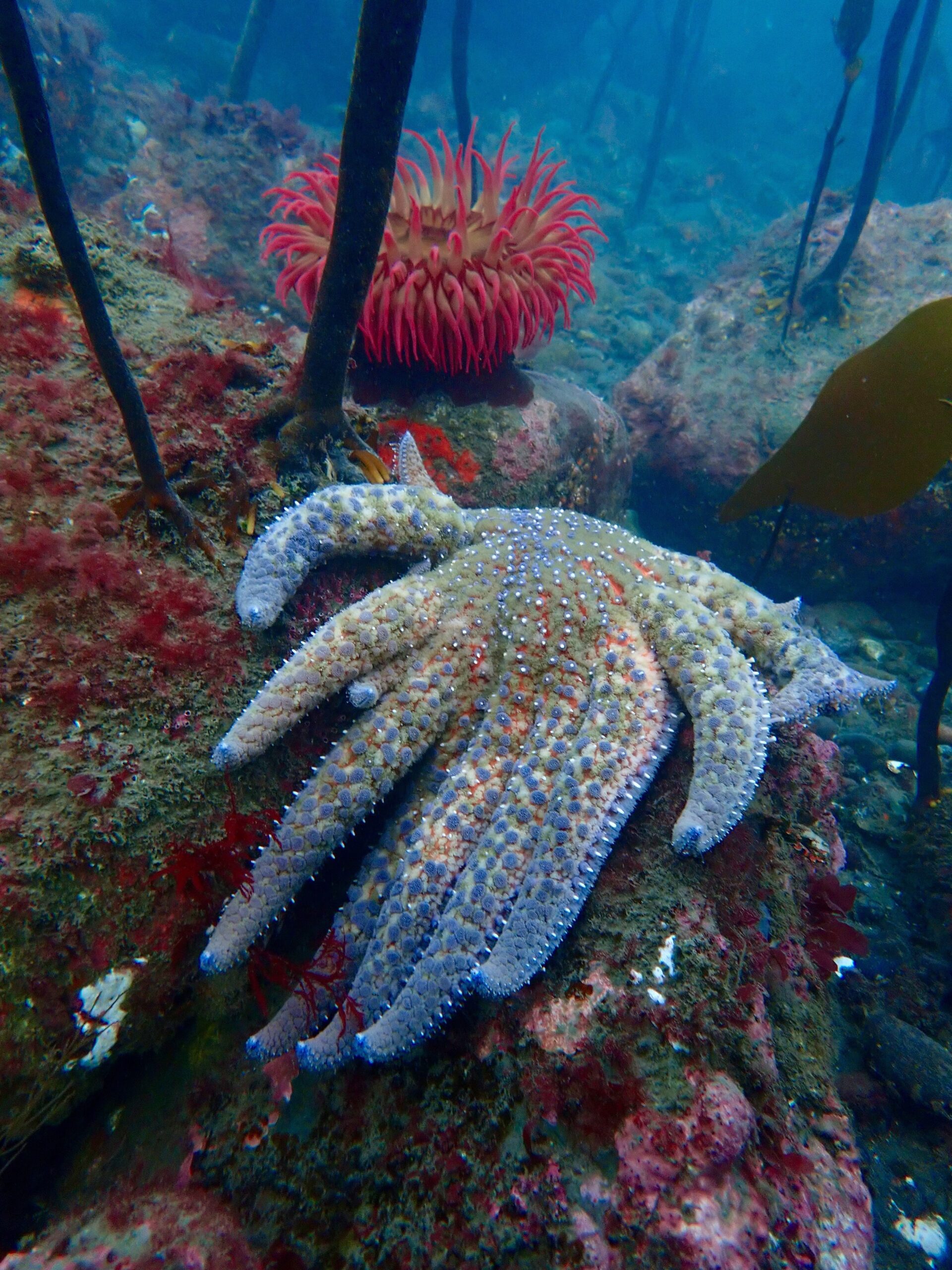 Photos: Snorkelling Vancouver Island | Canadian Geographic