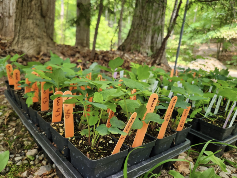 Conservation translocation: helping endangered plants recover ...