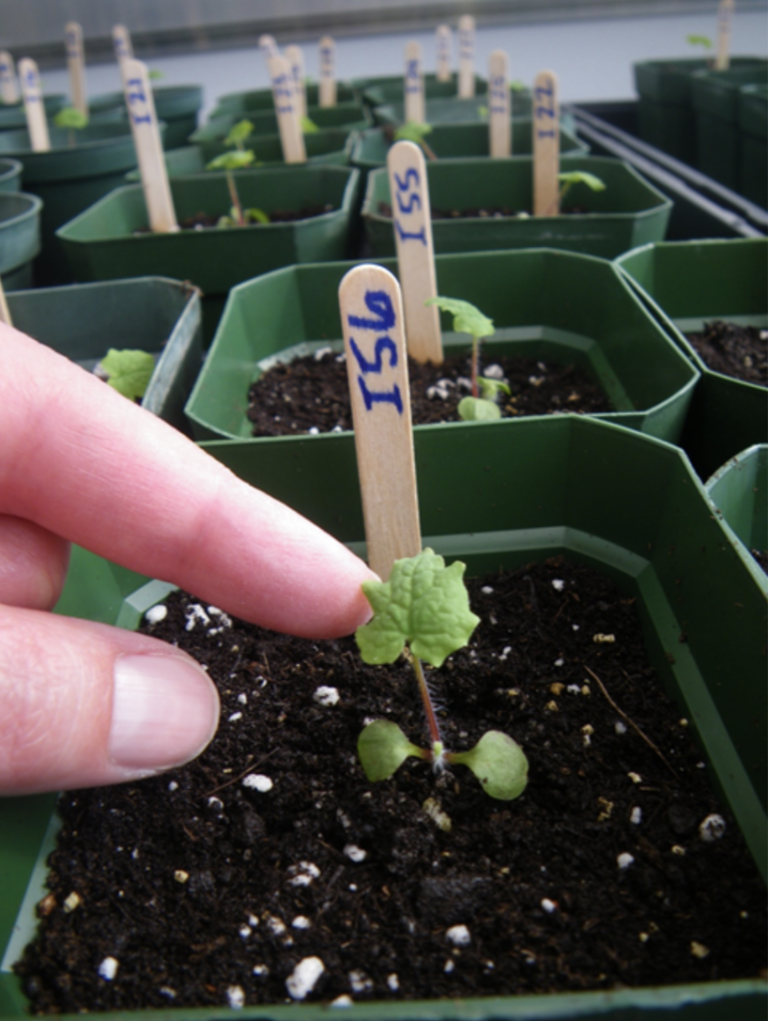 Conservation translocation: helping endangered plants recover ...