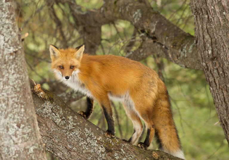 Walking the wild way: Algonquin to Adirondacks | Canadian Geographic