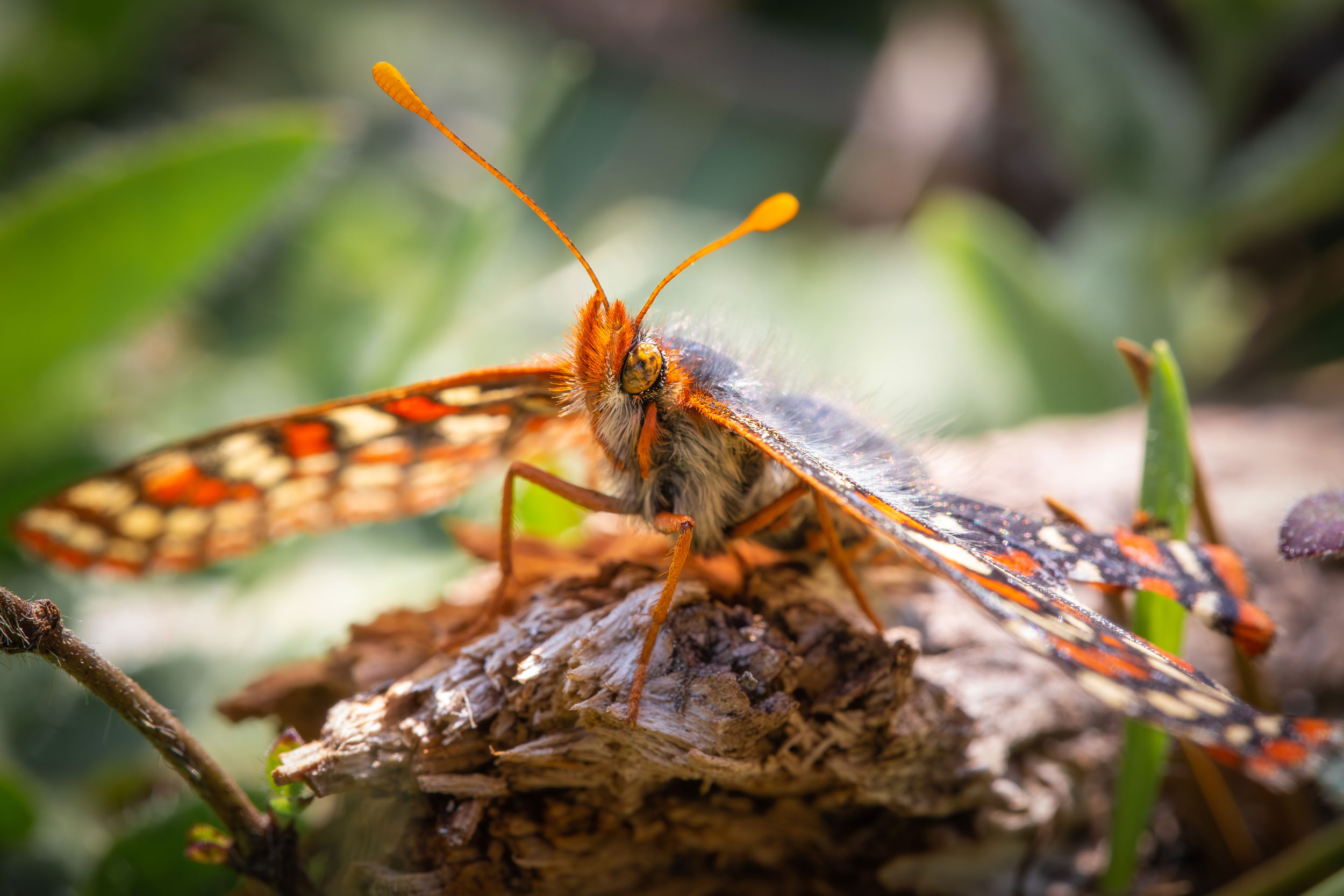 The butterfly redemption | Canadian Geographic