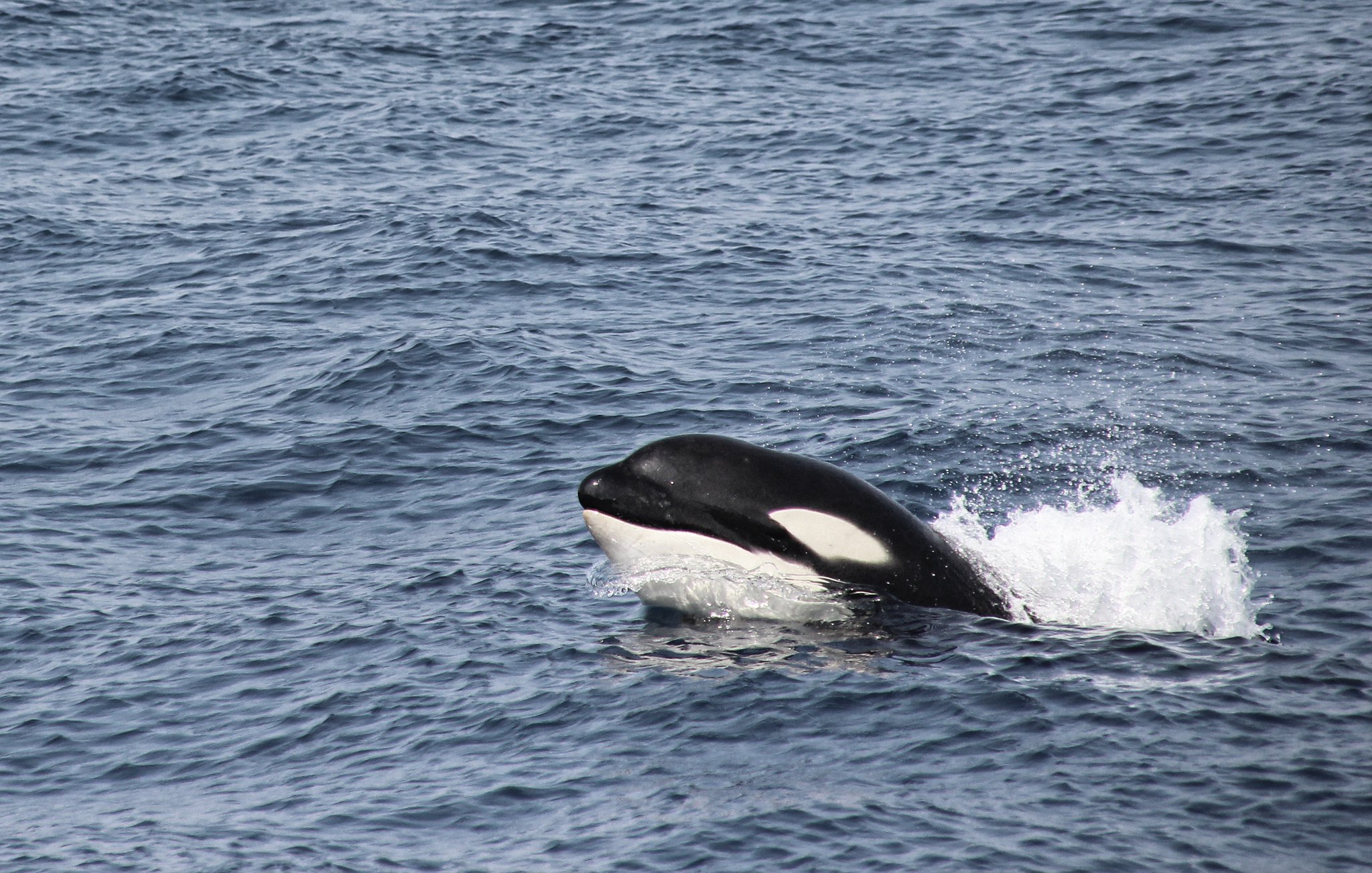 Wildlife Wednesday: does Canada need to cull wolves to save ‘baby ...