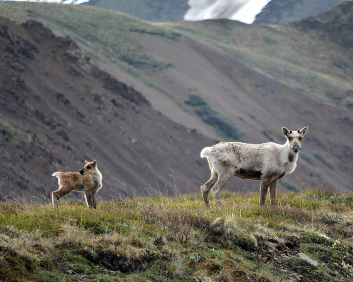 Wildlife Wednesday: does Canada need to cull wolves to save ‘baby ...
