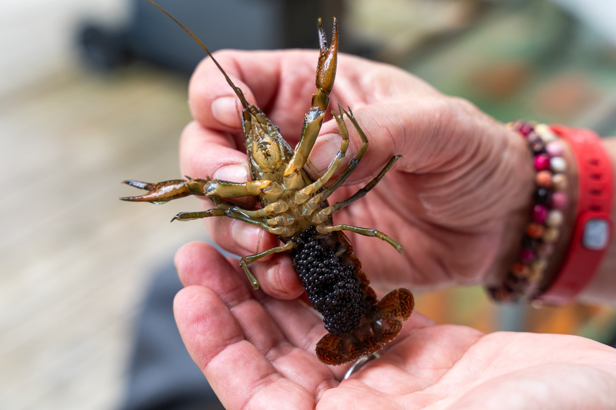 Attack of the clones: the mysterious mutant threatening to invade ...