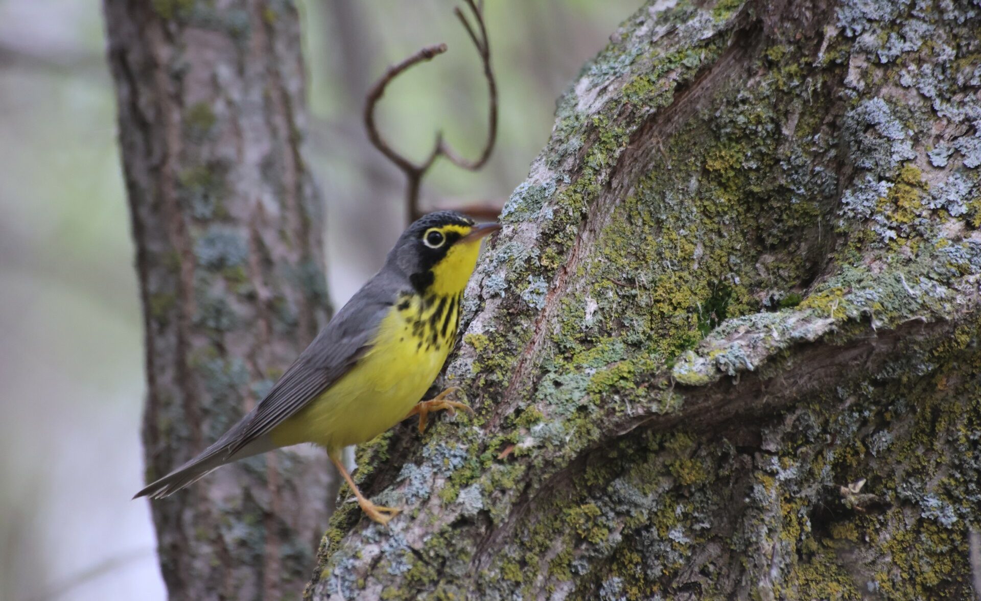 Our cities are for the birds | Canadian Geographic