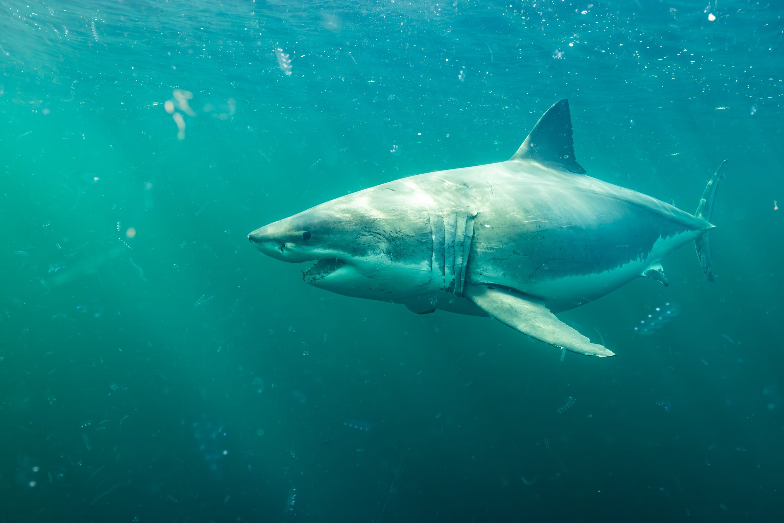 Shark tales: Canada’s great whites | Canadian Geographic