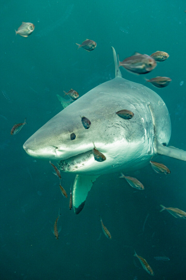 Shark tales: Canada’s great whites | Canadian Geographic