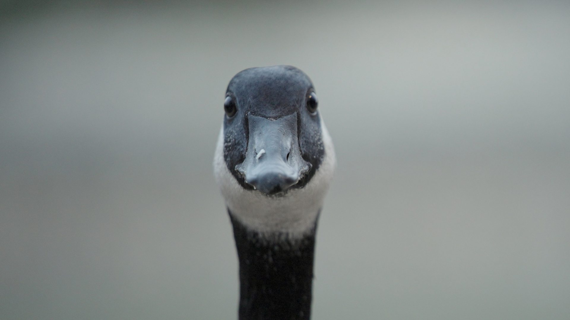 Survival in the suburbs: Karsten Wall on the magnificence of the modern ...