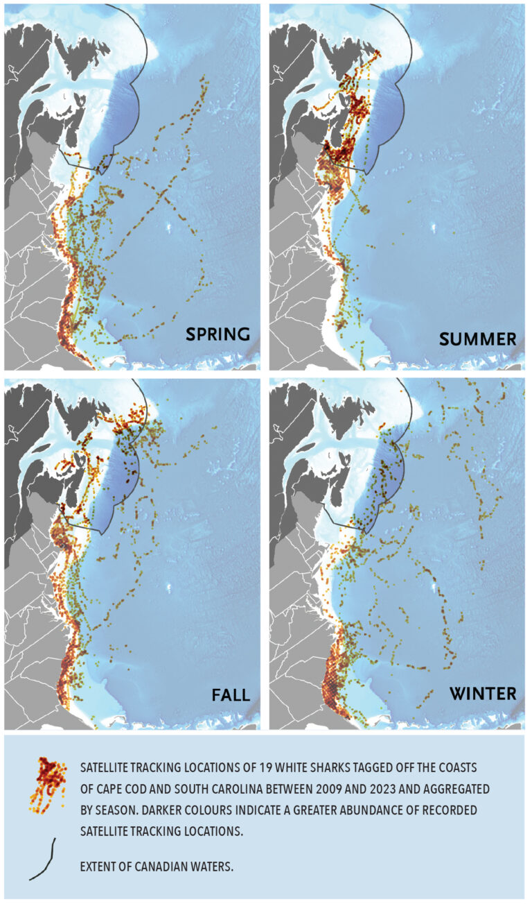 Shark tales: Canada’s great whites | Canadian Geographic