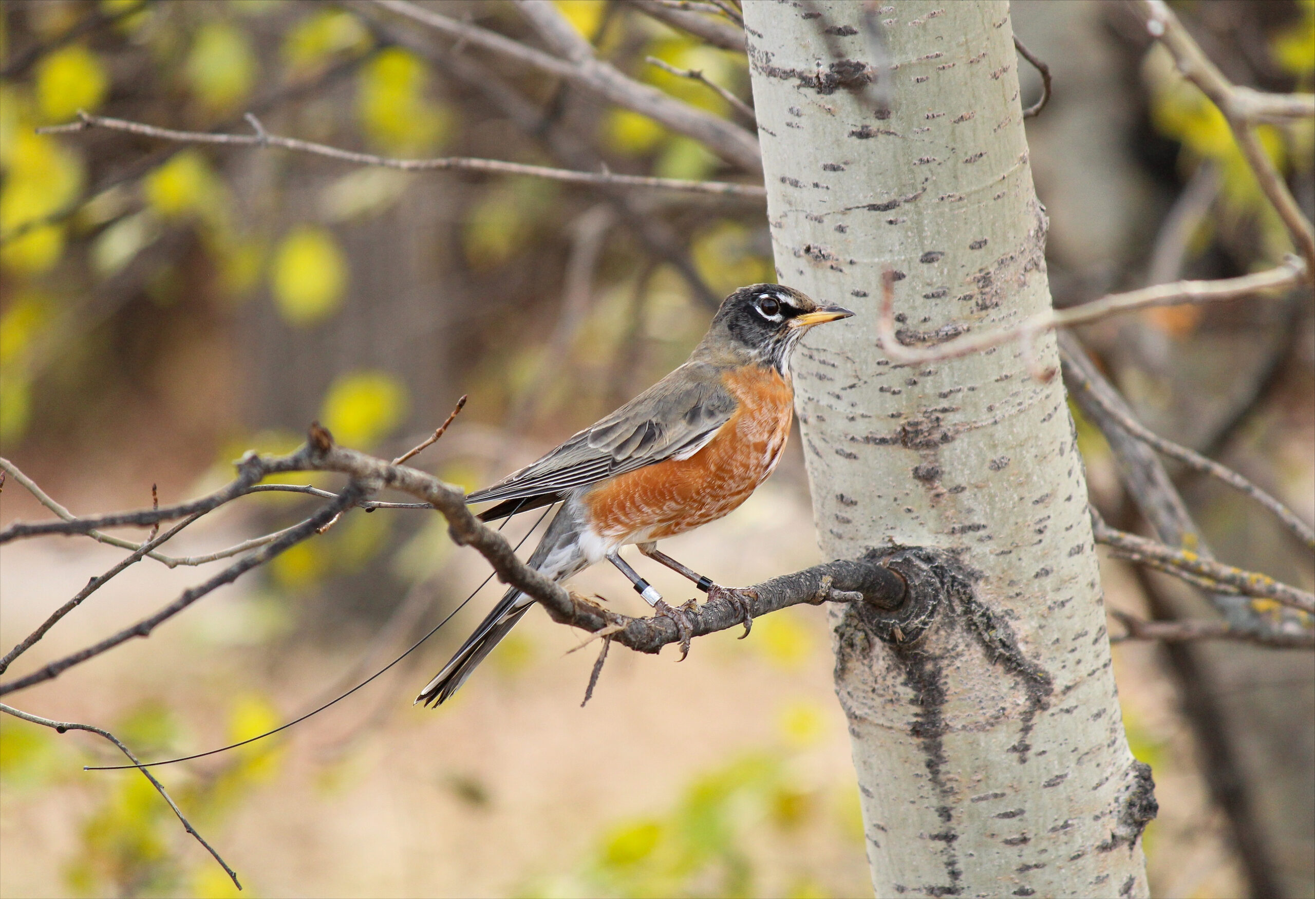 Our cities are for the birds | Canadian Geographic