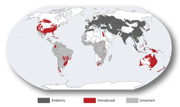 Can we beat back the boar? | Canadian Geographic