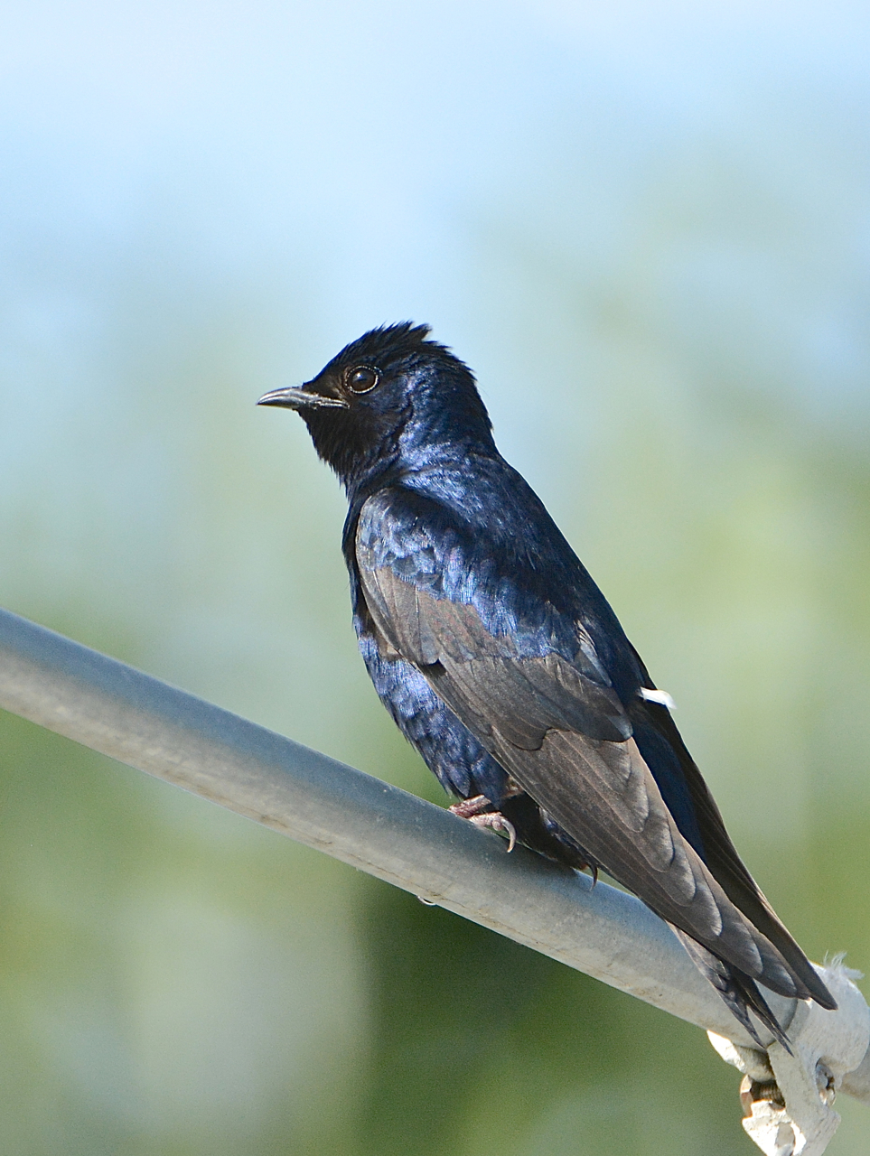 Our cities are for the birds | Canadian Geographic