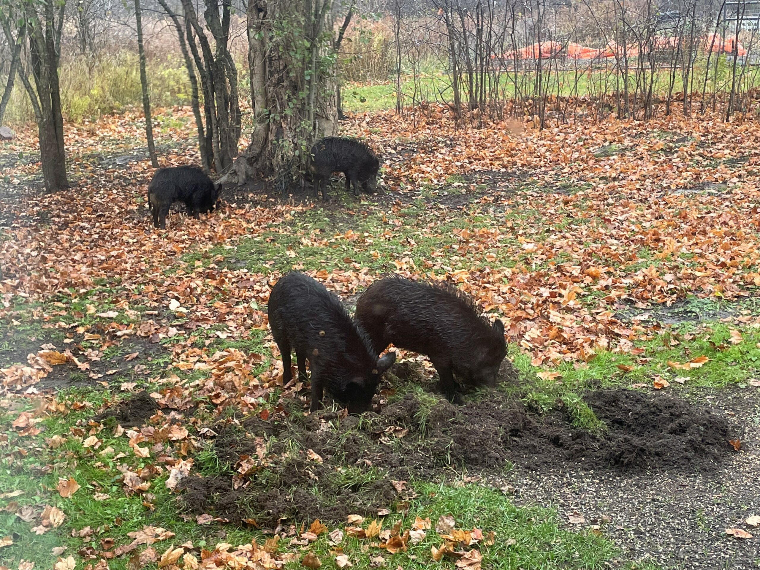 Can we beat back the boar? | Canadian Geographic