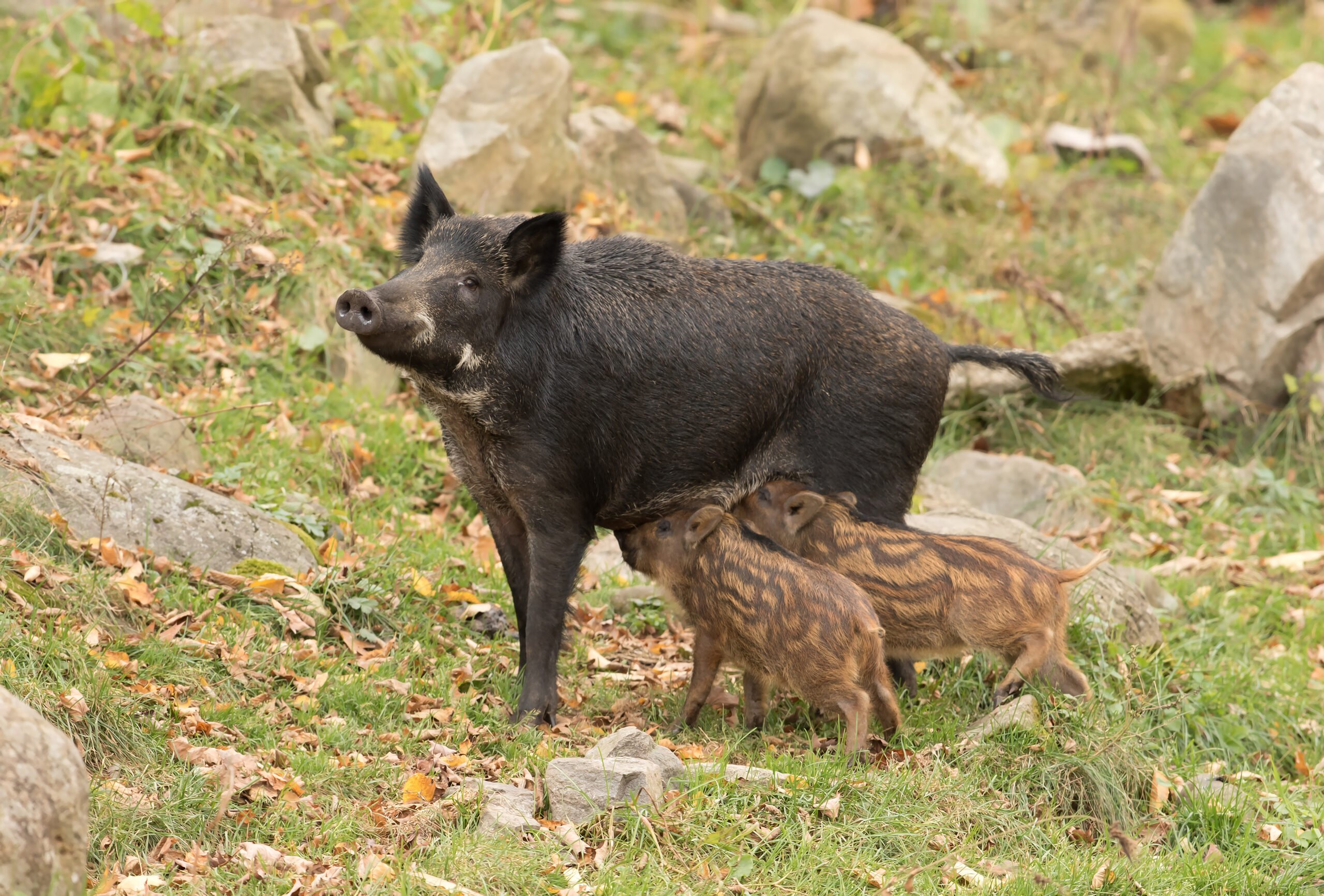 Can we beat back the boar? | Canadian Geographic