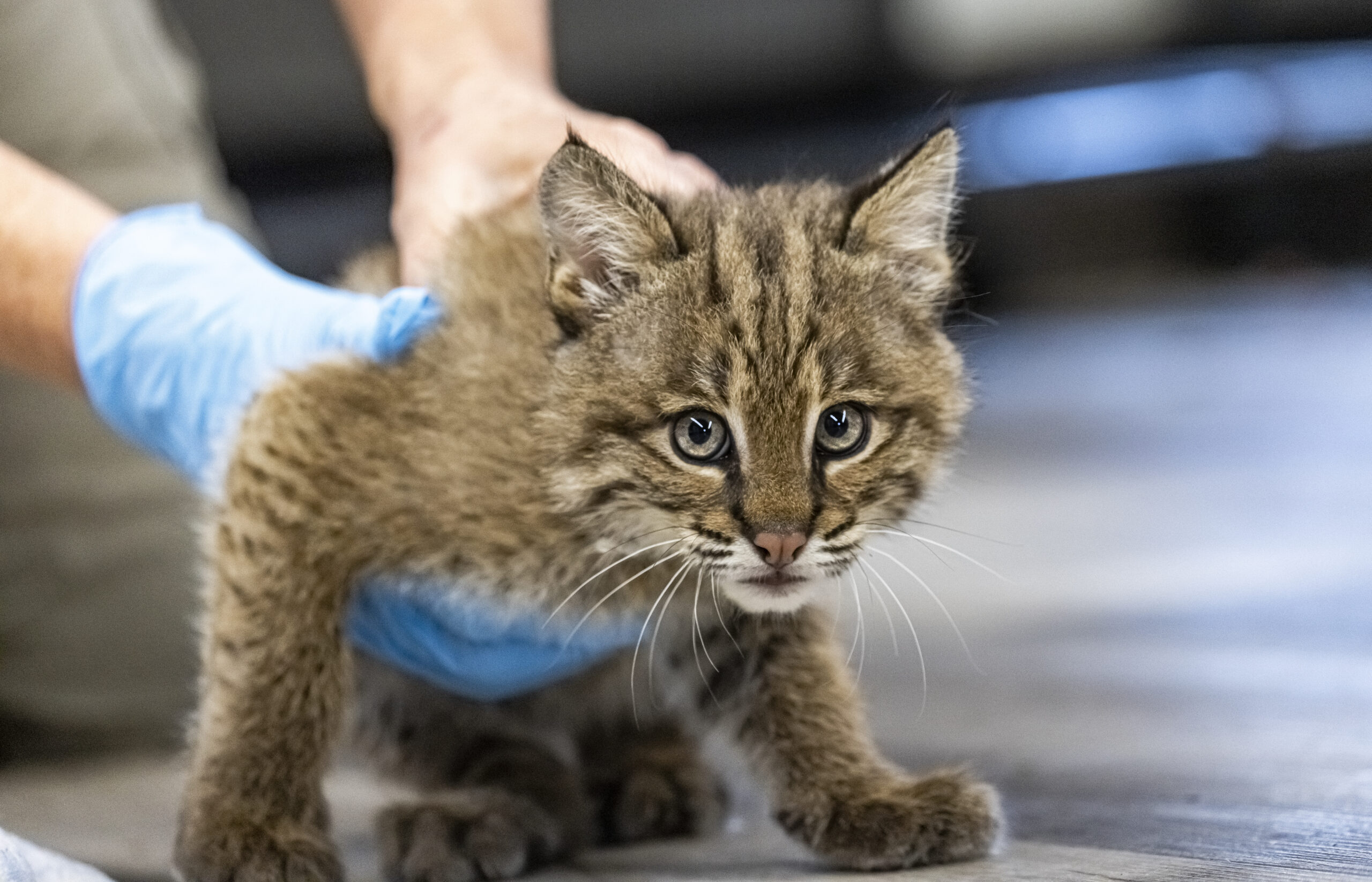 Photos: behind the scenes of Hope for Wildlife | Canadian Geographic