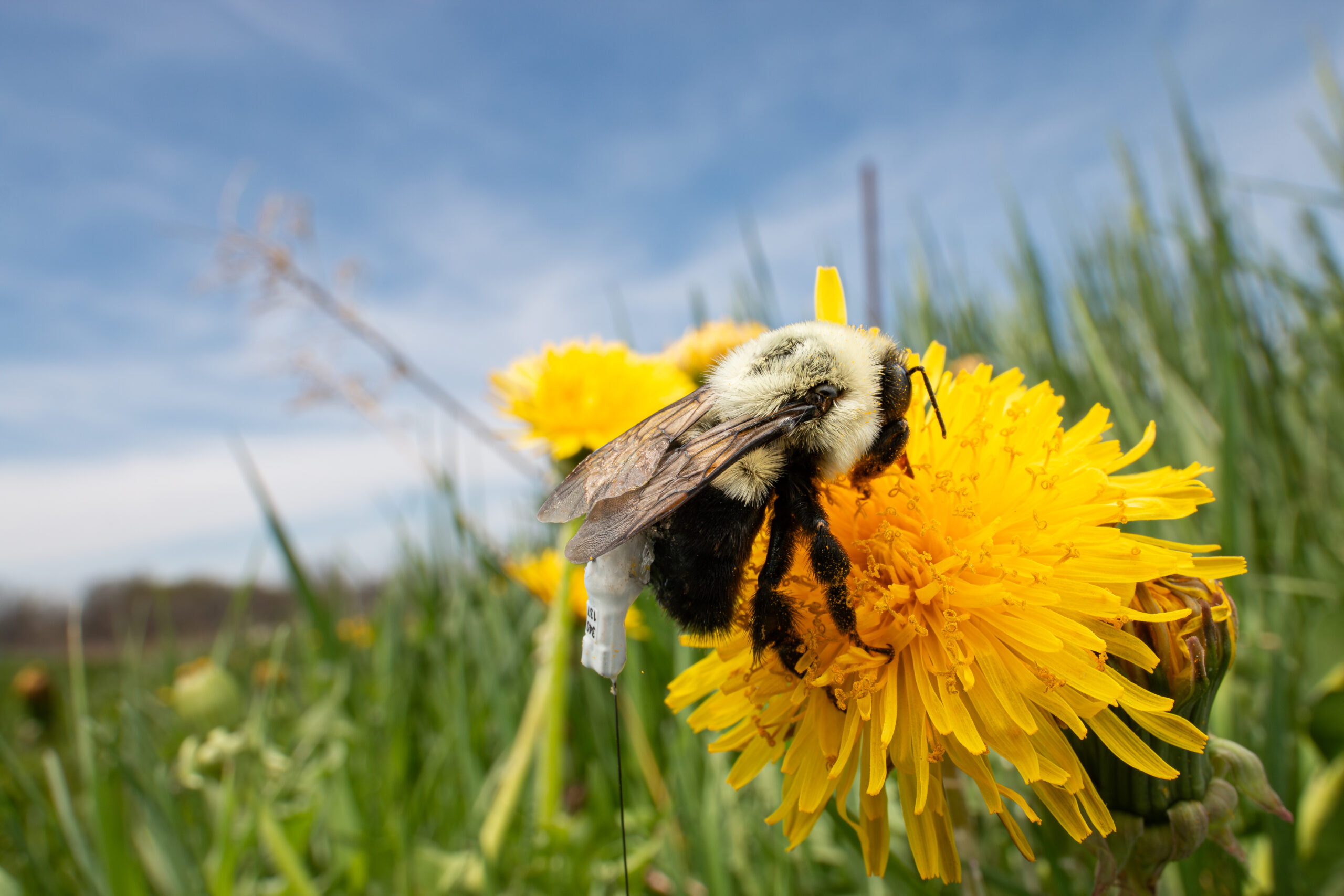 Bees with backpacks | Canadian Geographic