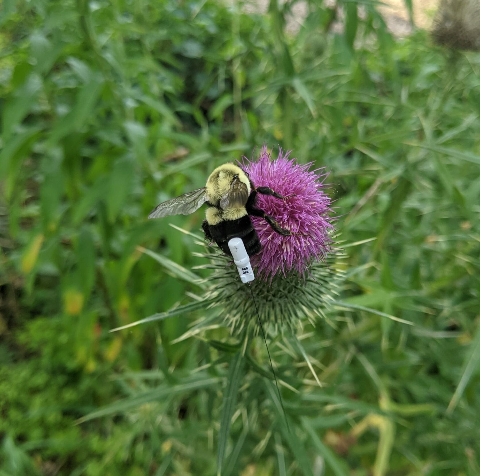 Bees with backpacks | Canadian Geographic