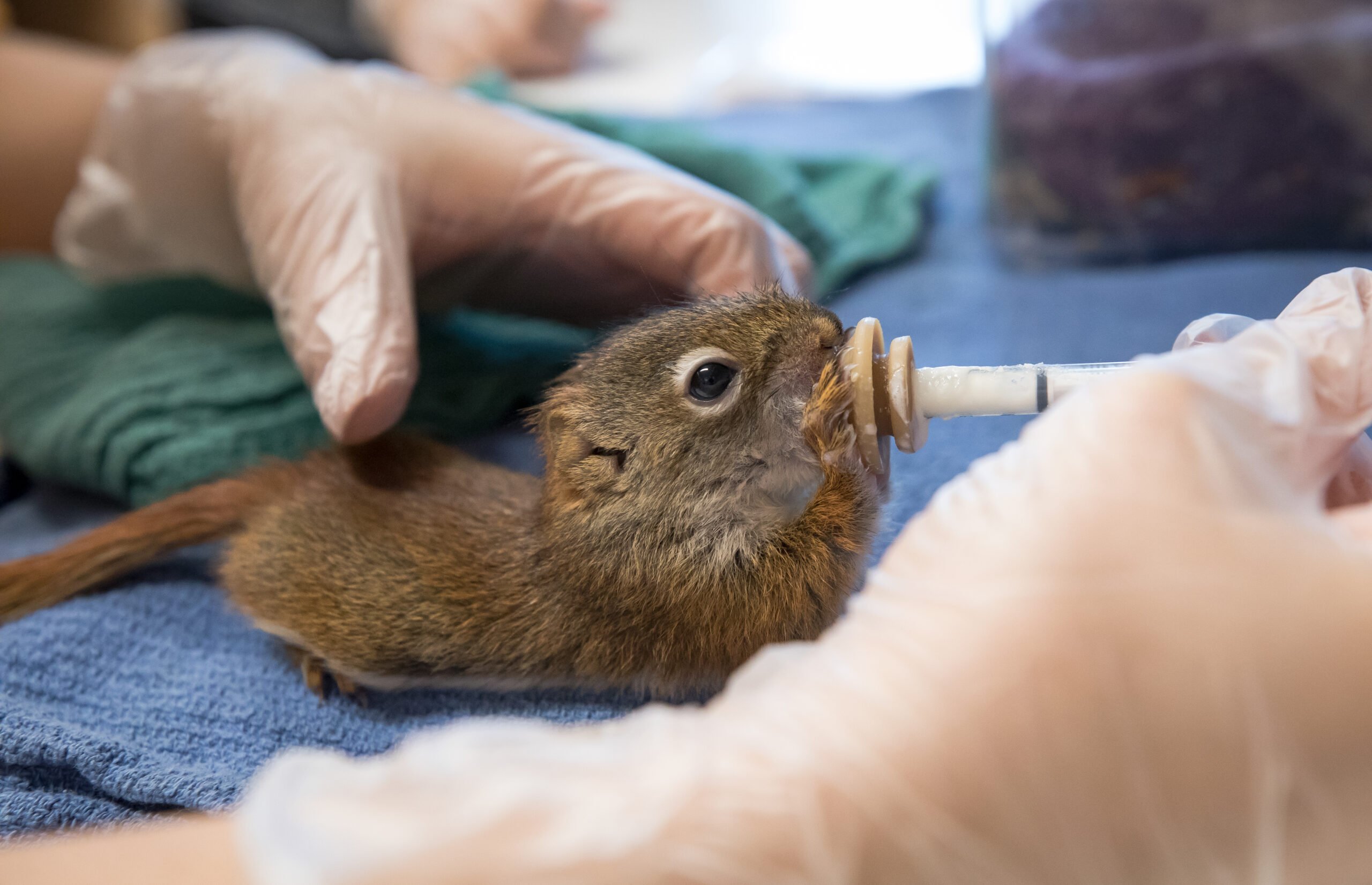 Photos: behind the scenes of Hope for Wildlife | Canadian Geographic