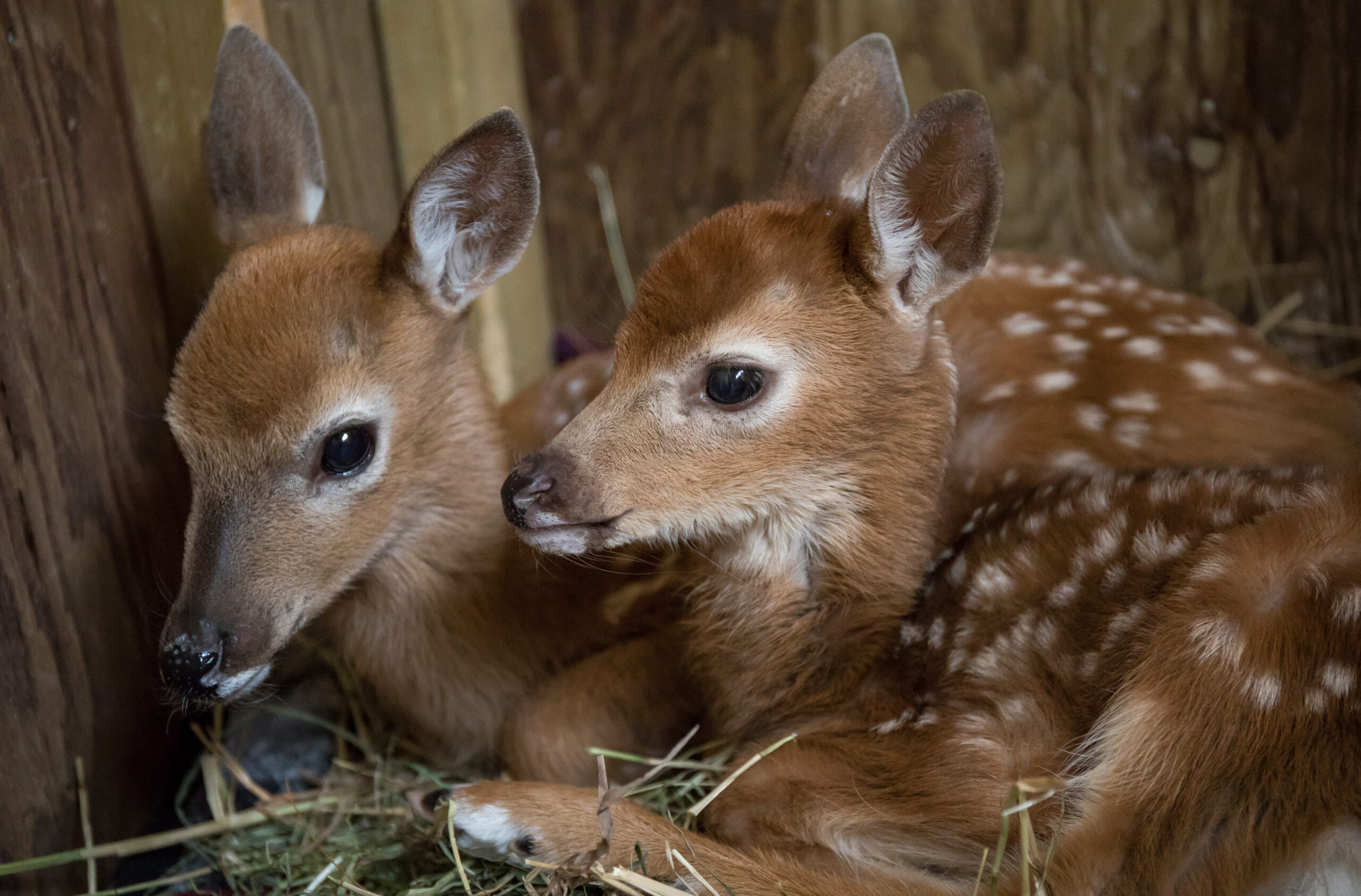 Photos: behind the scenes of Hope for Wildlife | Canadian Geographic
