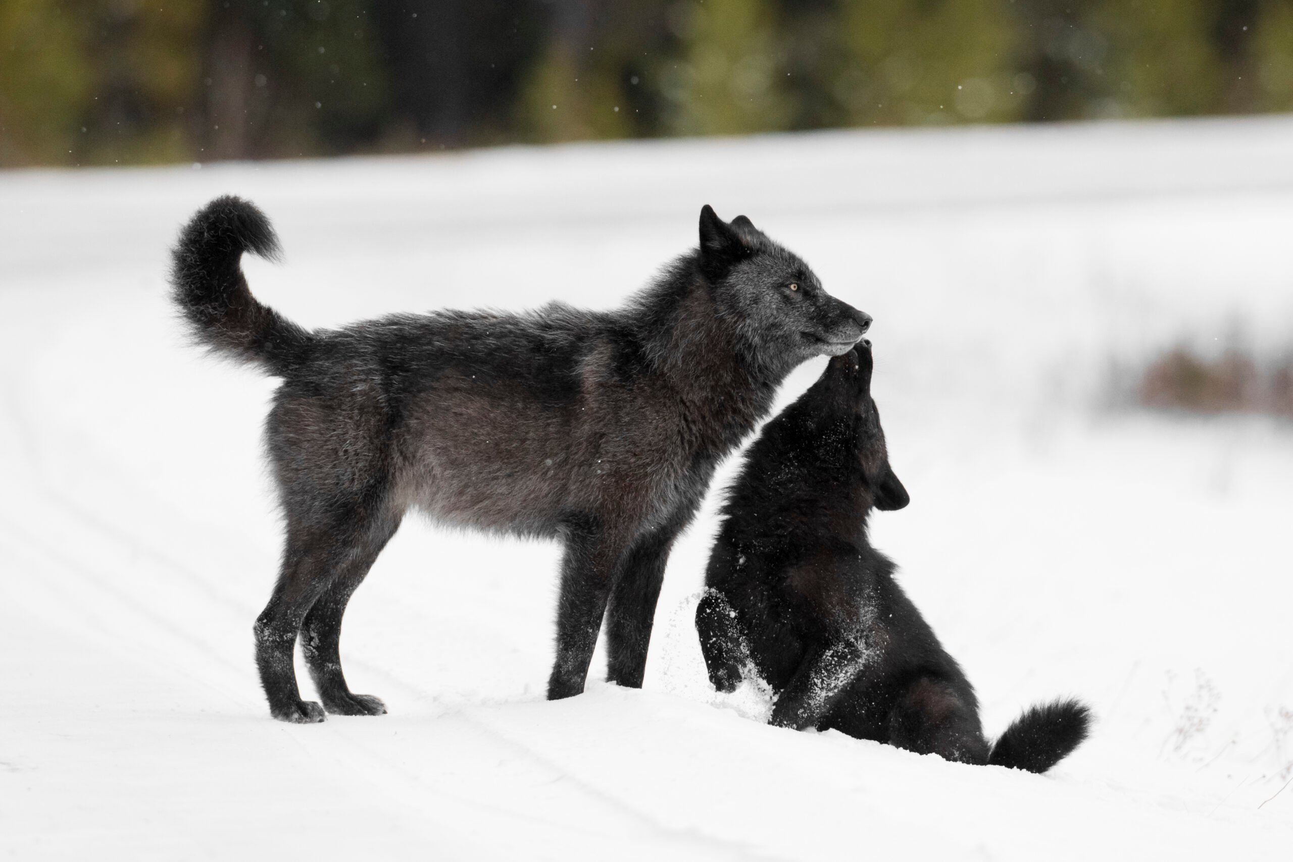 Wolf behaviour analysis: an excerpt from The Pipestone Wolves ...