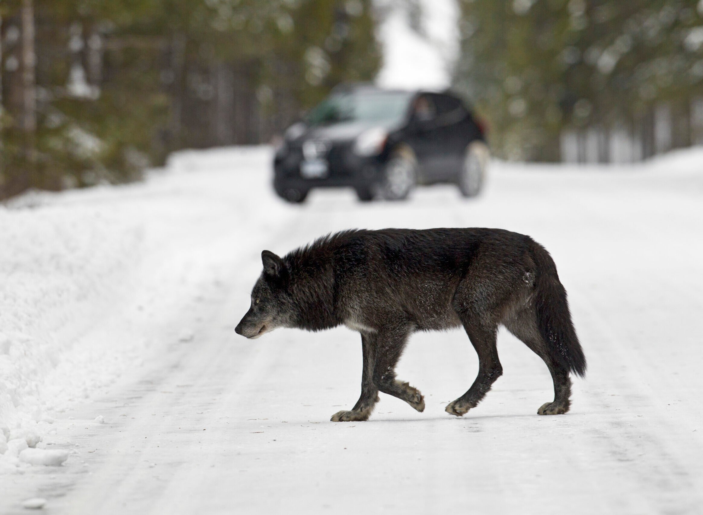 Wolf behaviour analysis: an excerpt from The Pipestone Wolves ...