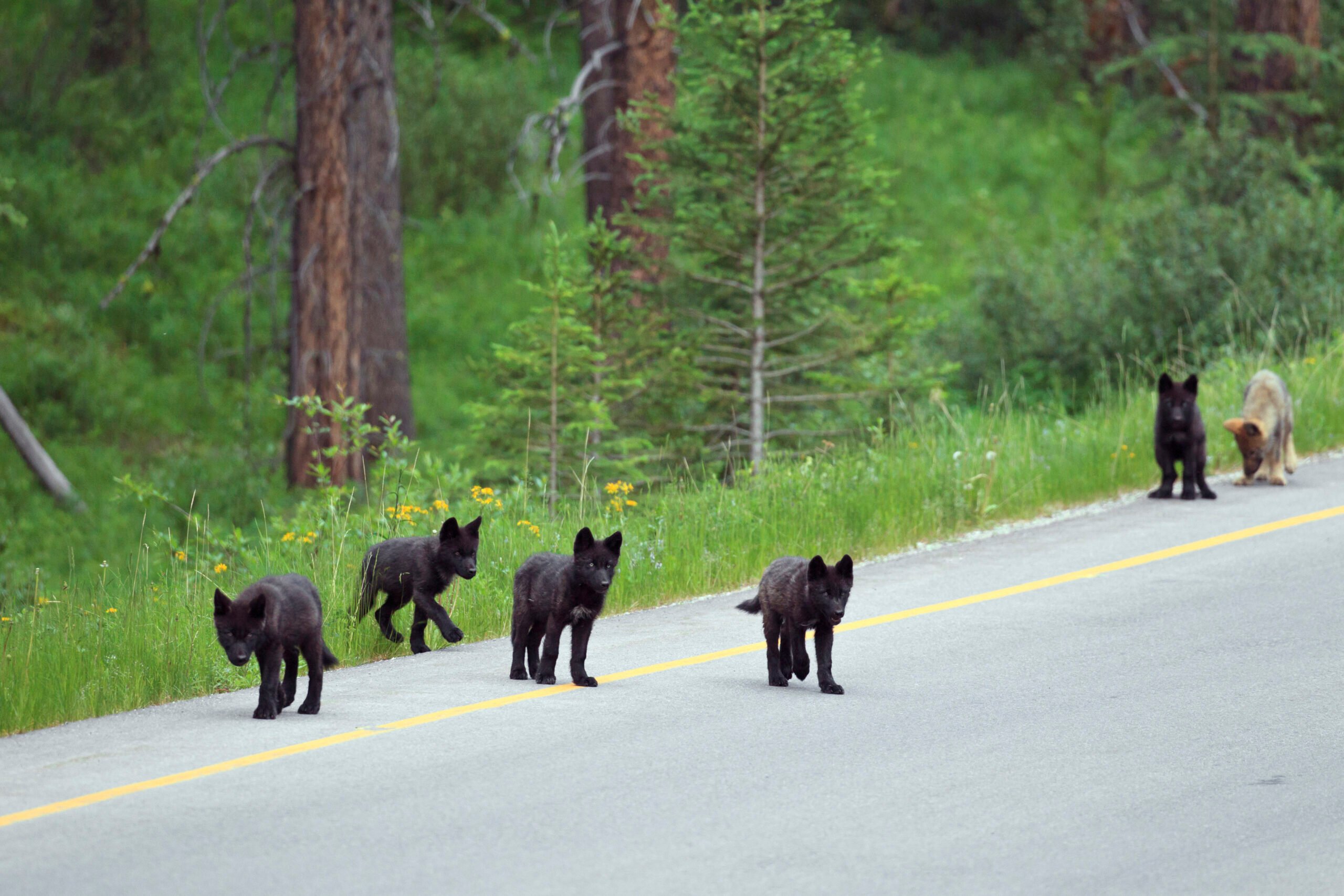 Wolf behaviour analysis: an excerpt from The Pipestone Wolves ...