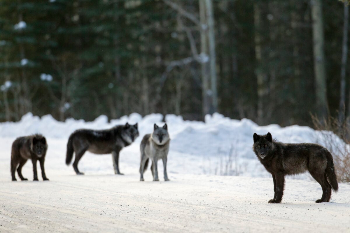 Wolf behaviour analysis: an excerpt from The Pipestone Wolves ...