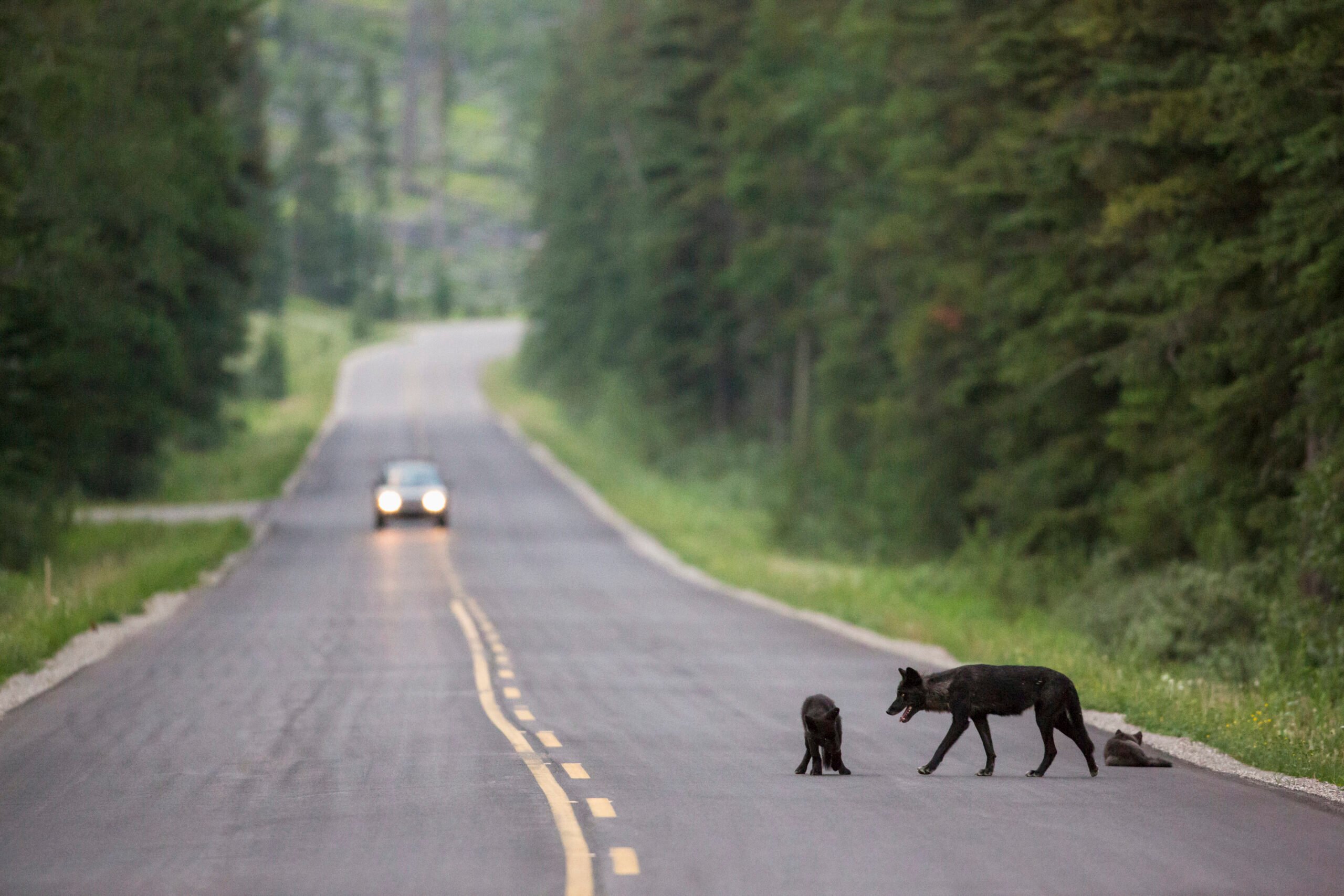 Wolf behaviour analysis: an excerpt from The Pipestone Wolves ...