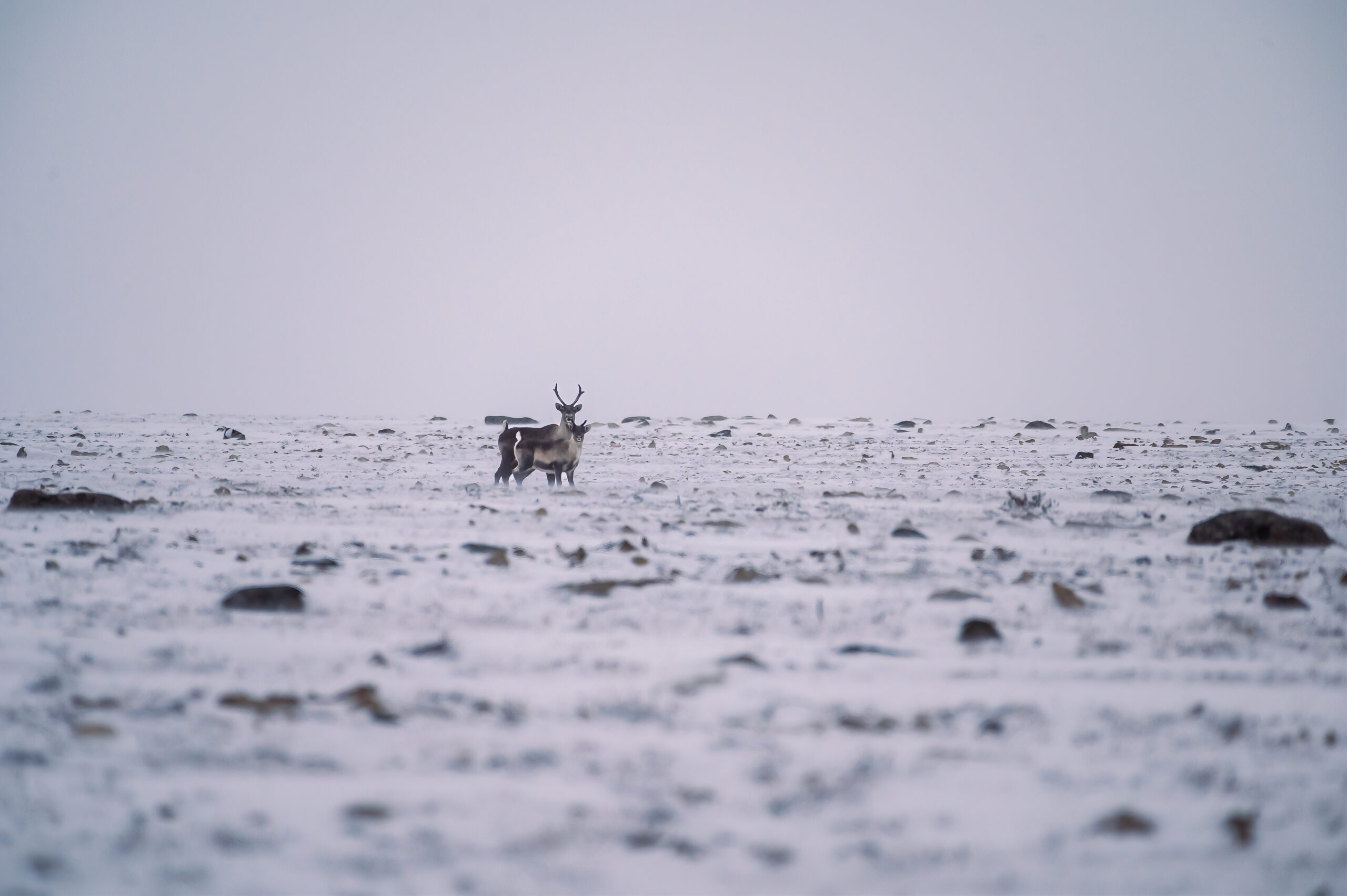 Protectors of Aqviqtuuq | Canadian Geographic