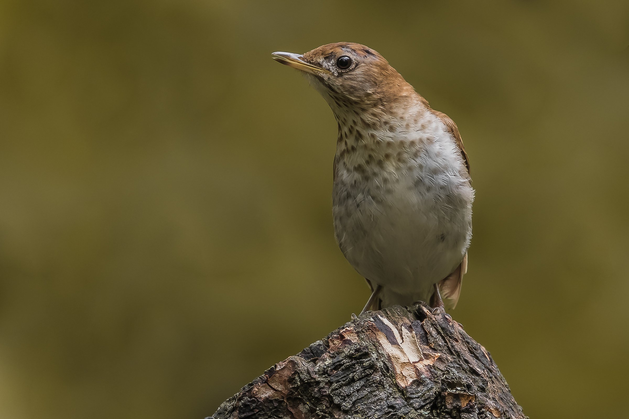 Melissa Hafting on the healing power of birds | Canadian Geographic