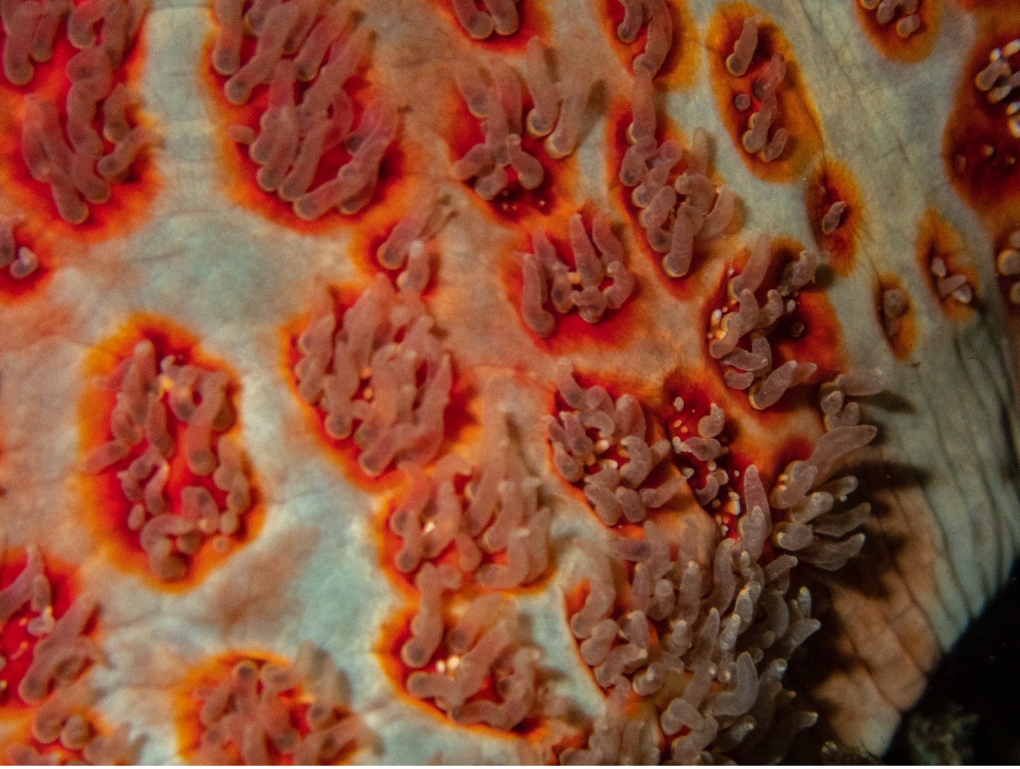 Melting away: The fight against Sea Star Wasting Disease | Canadian ...