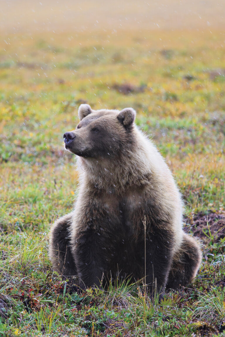 Unpacking the mystery of grizzly bears in Wapusk National Park ...